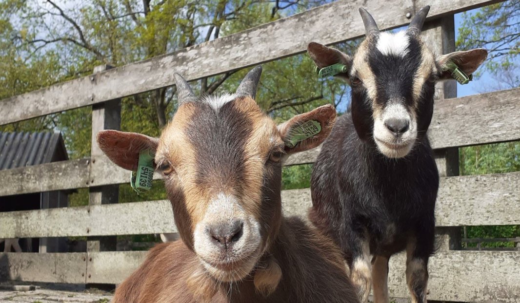 Vandaag zet kinderboerderij de Kooi de geiten in het zonnetje ...